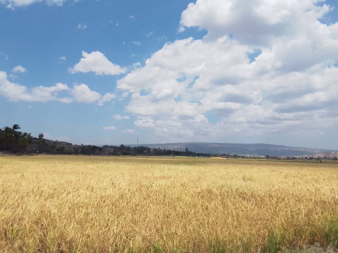 Servisu Agrikultura no Administradór Presiza Rekolla Dadus Agrikola Iha ...
